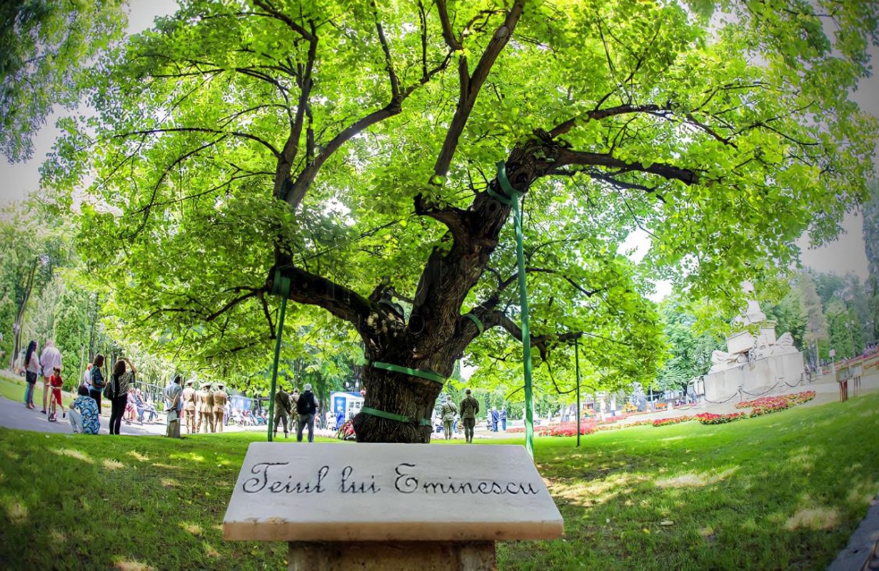 Teiul lui Eminescu şi povestea Plopilor fără soț - Radio Hit